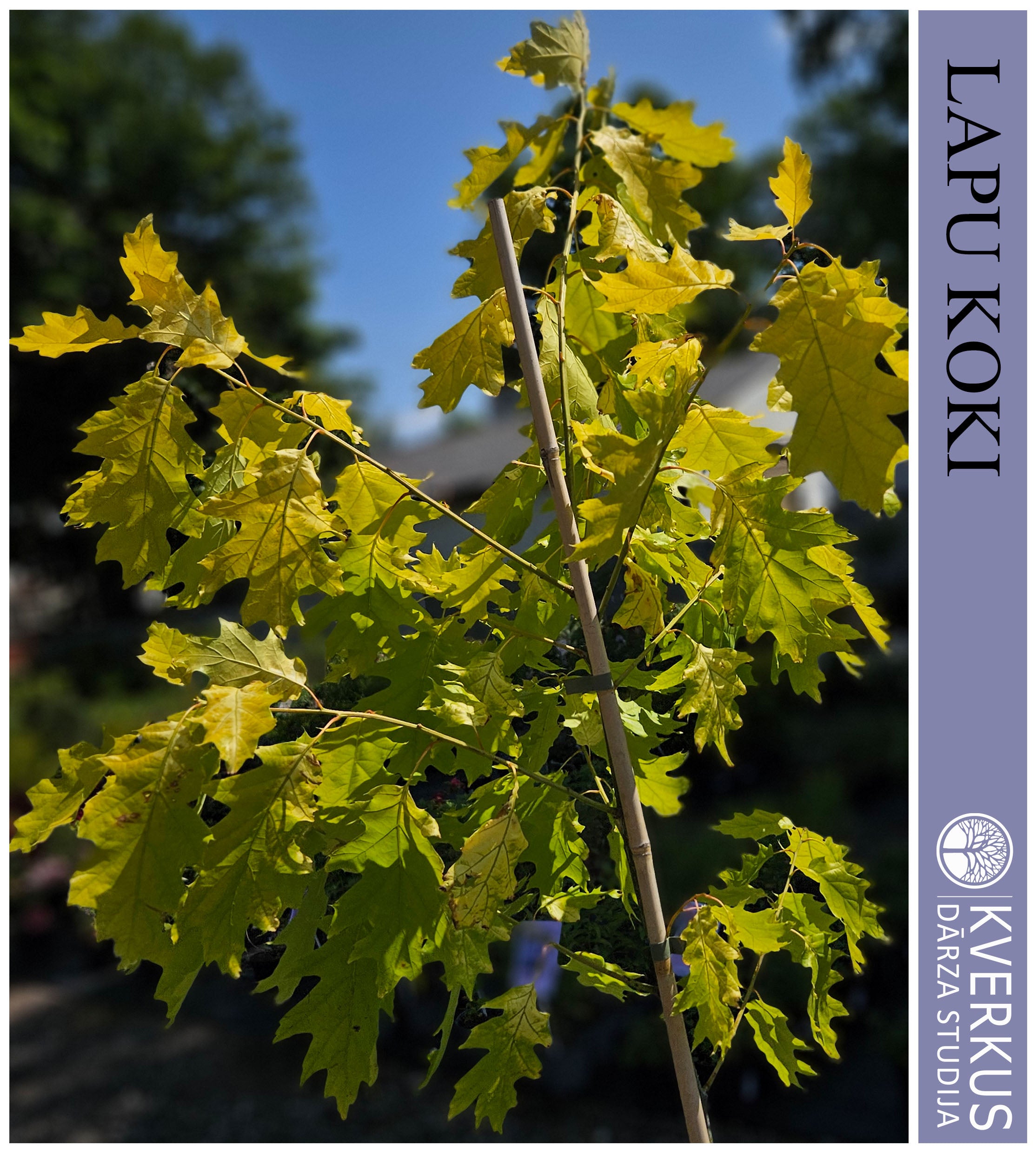 Dekoratīvo stādu un augu tirdzniecība I Ainavu arhitekta pakalpojumi ...