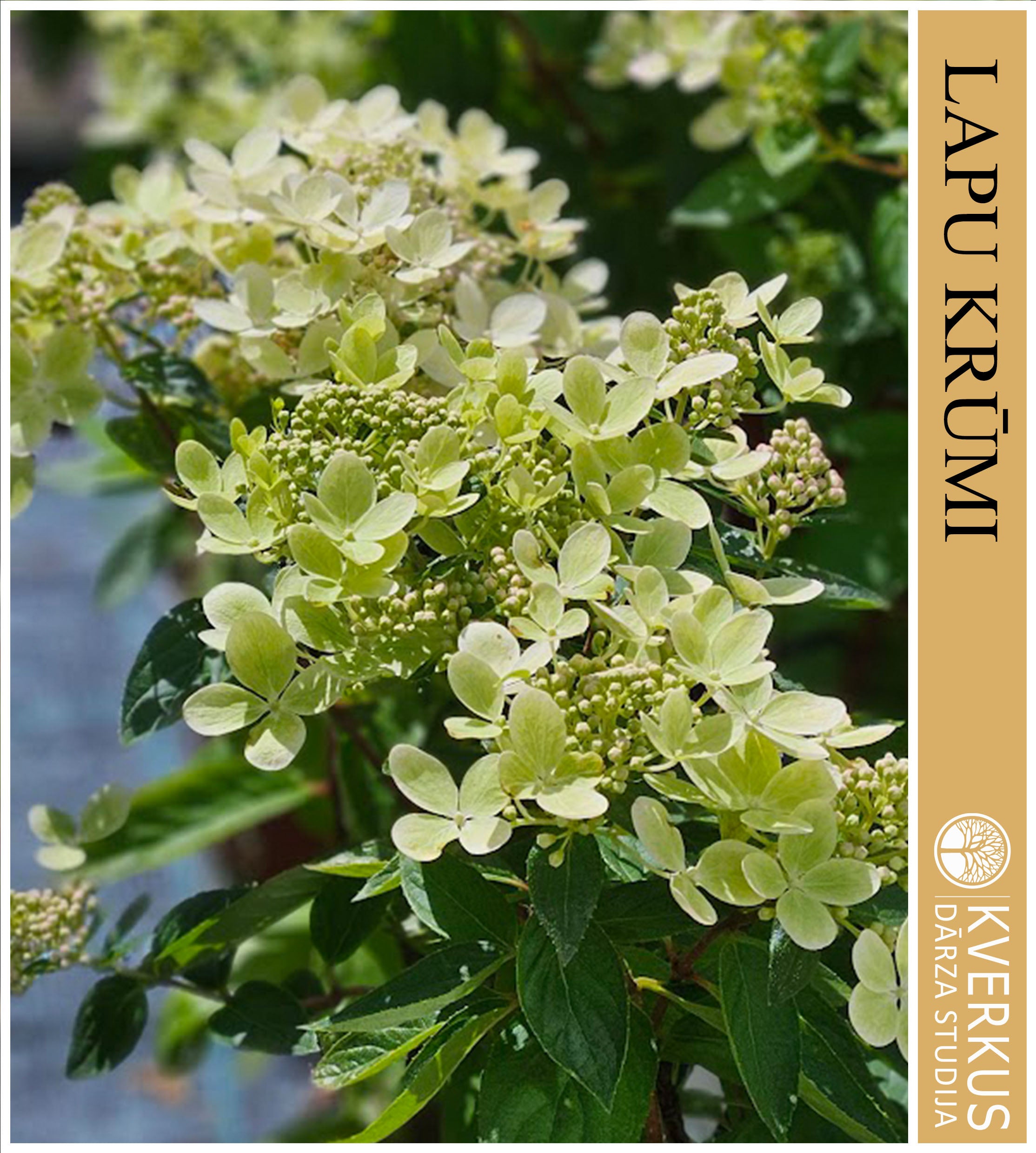 Lapu krūmi – Kverkus