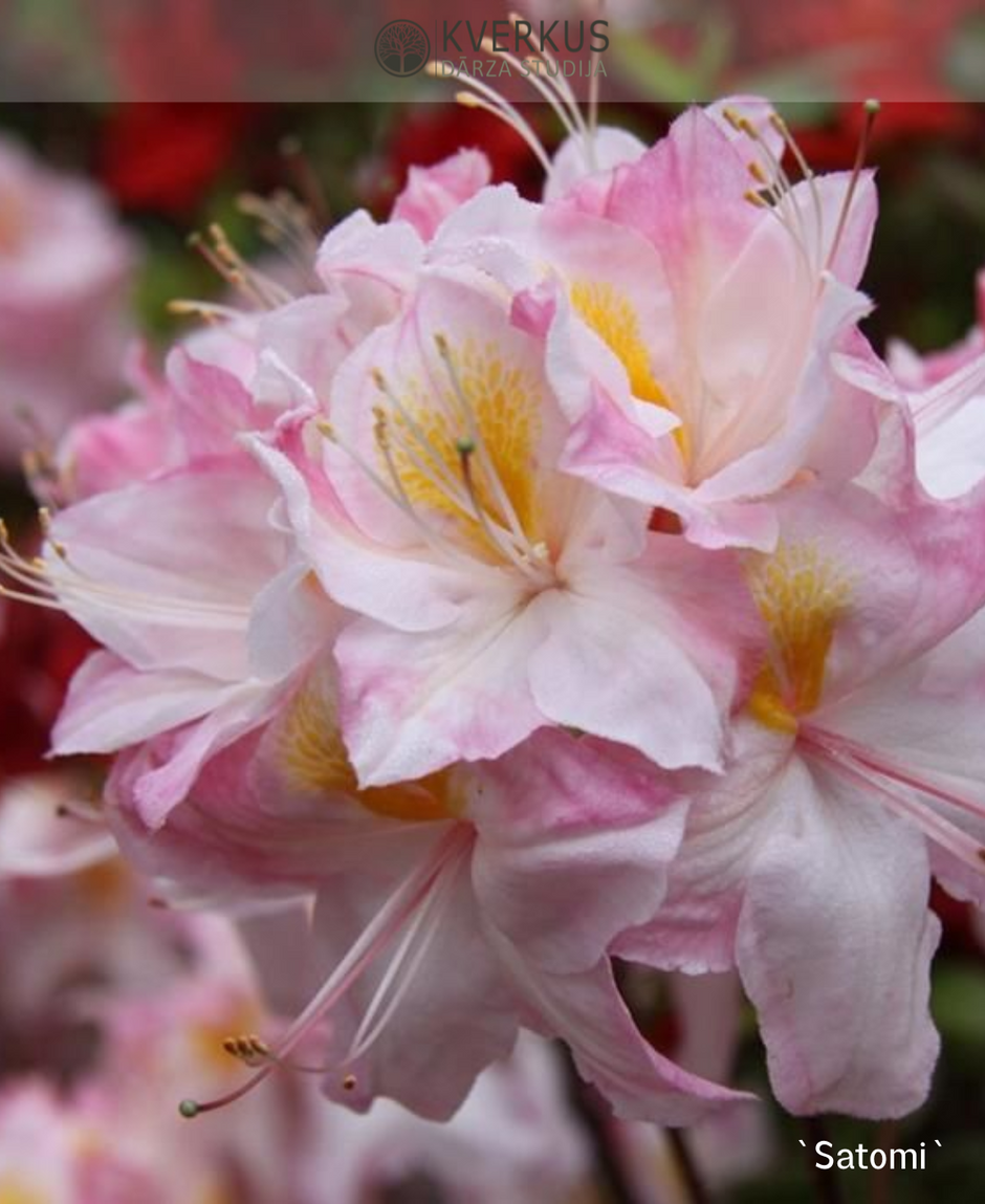 Izpārdošana – Kverkus