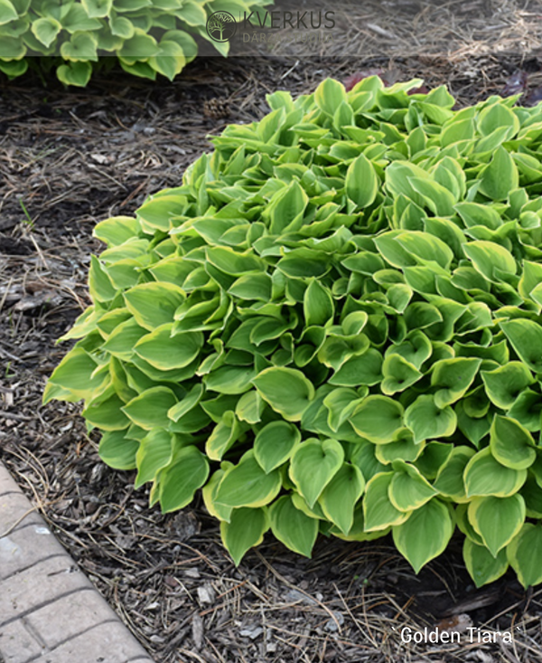 Hosta "Golden Tiara" – Kverkus