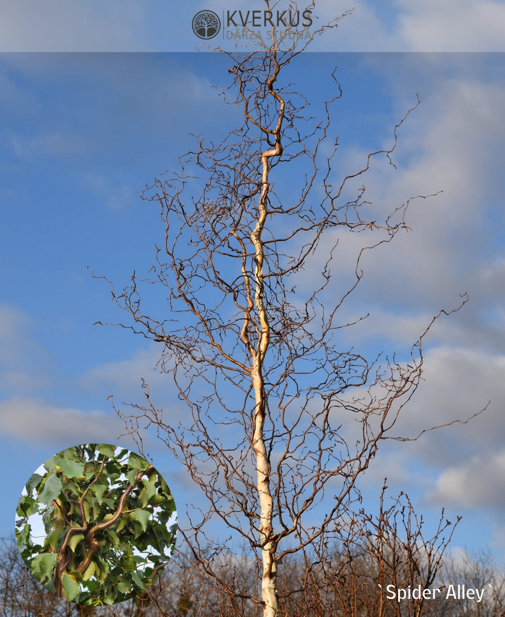 Bērzs āra ''Spider Alley'' – Kverkus